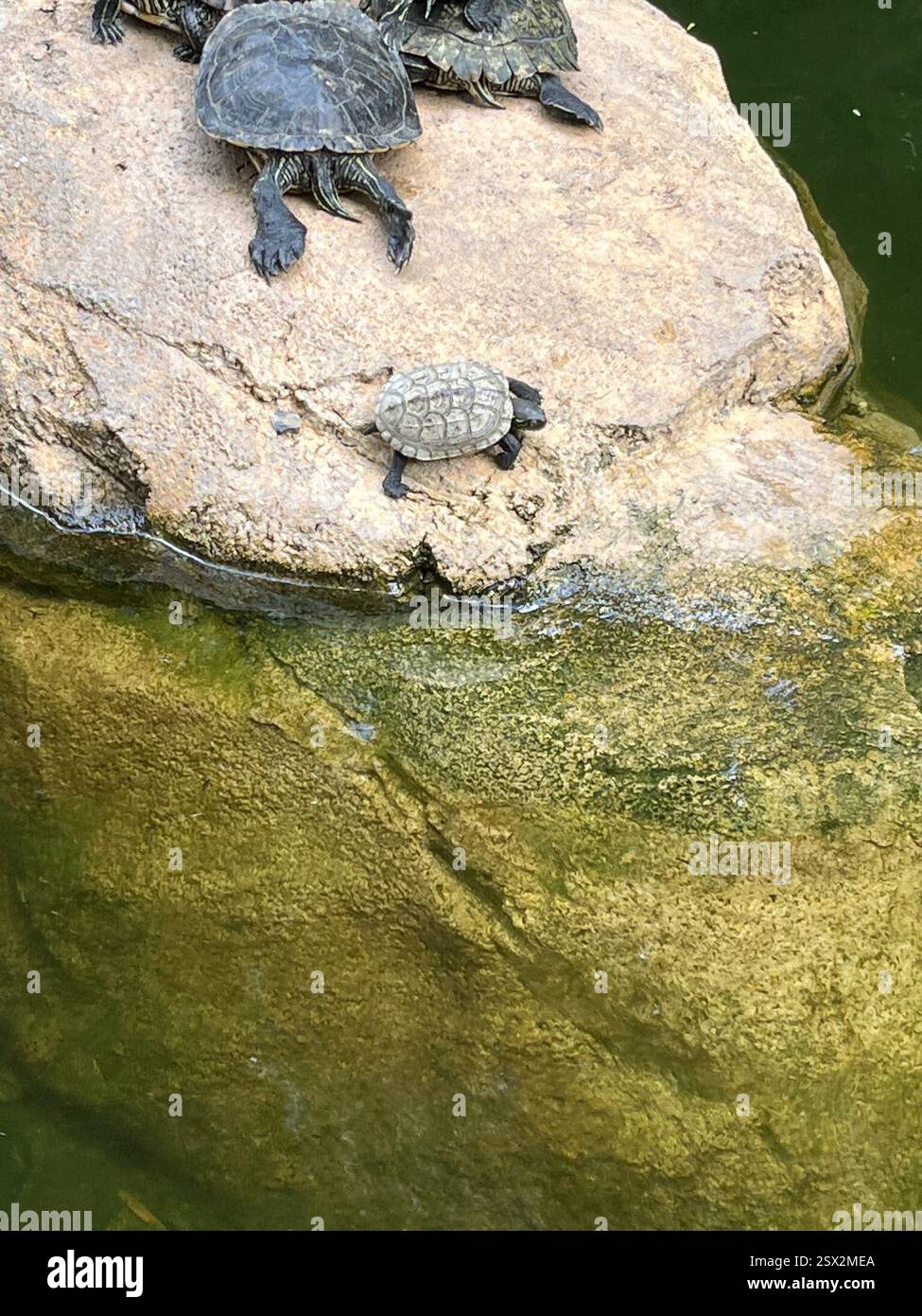Common thread turtle (Mauremys sinensis), Reptilia, Hong Kong Park ...