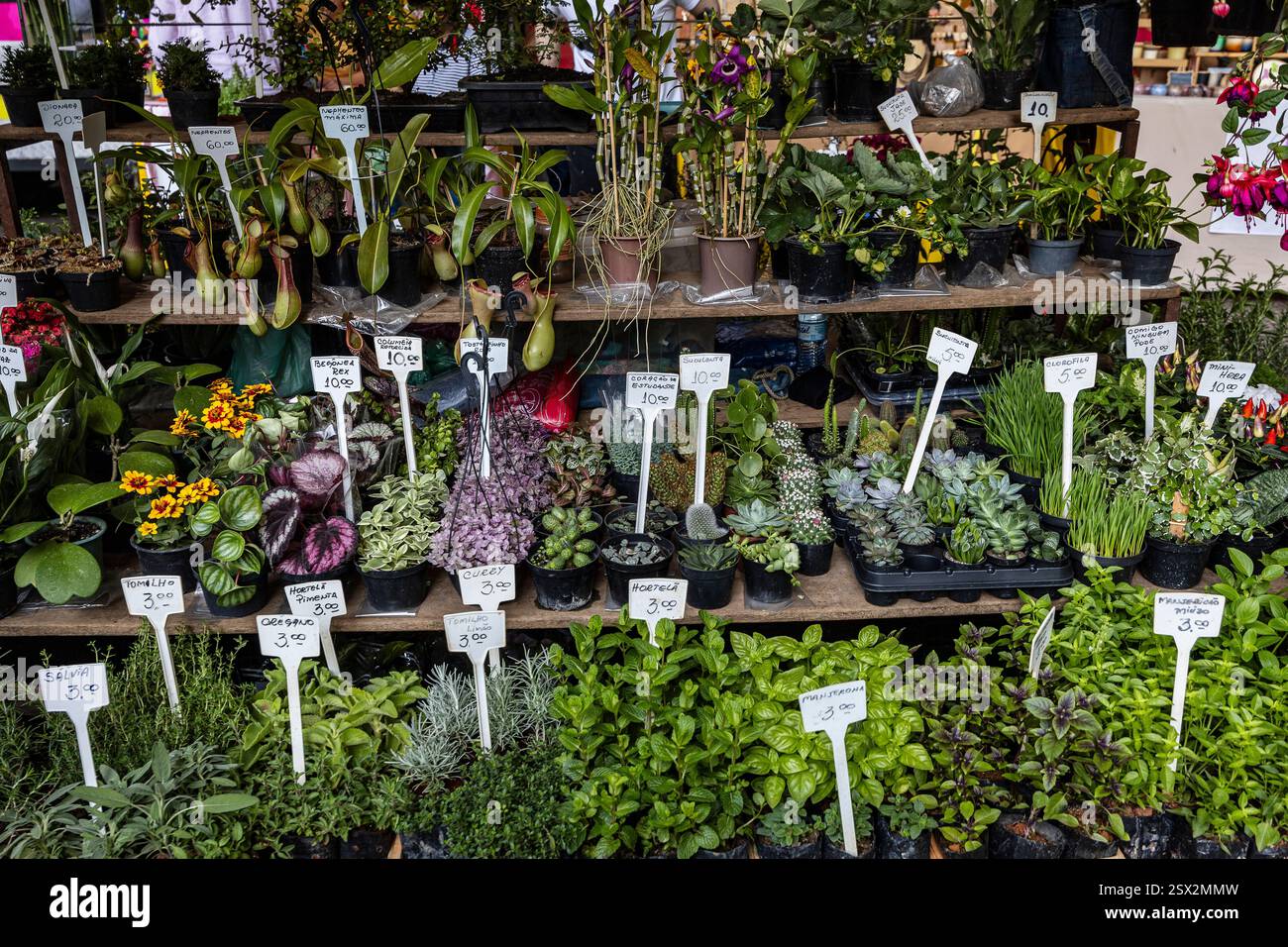 plants decoratives and spices for sale in florist's shop on street ...