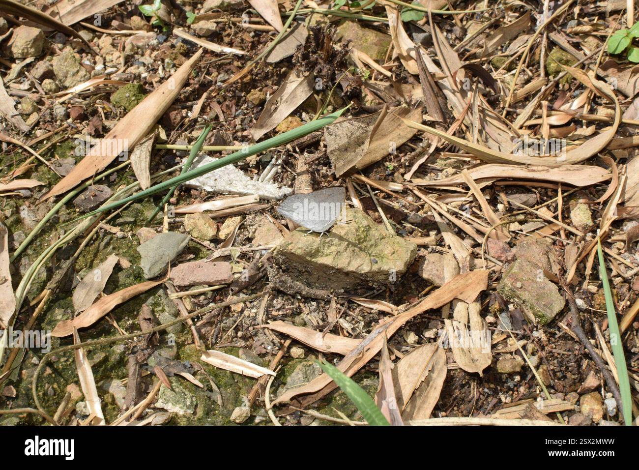 Angled Sunbeam (Curetis acuta), Insecta, 中国浙江省杭州市临安区 Stock Photo - Alamy