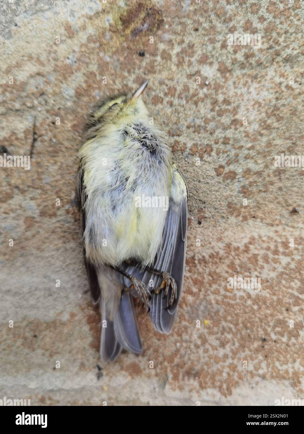Common Chiffchaff (Phylloscopus collybita), Aves, Niedersachsen, DE ...
