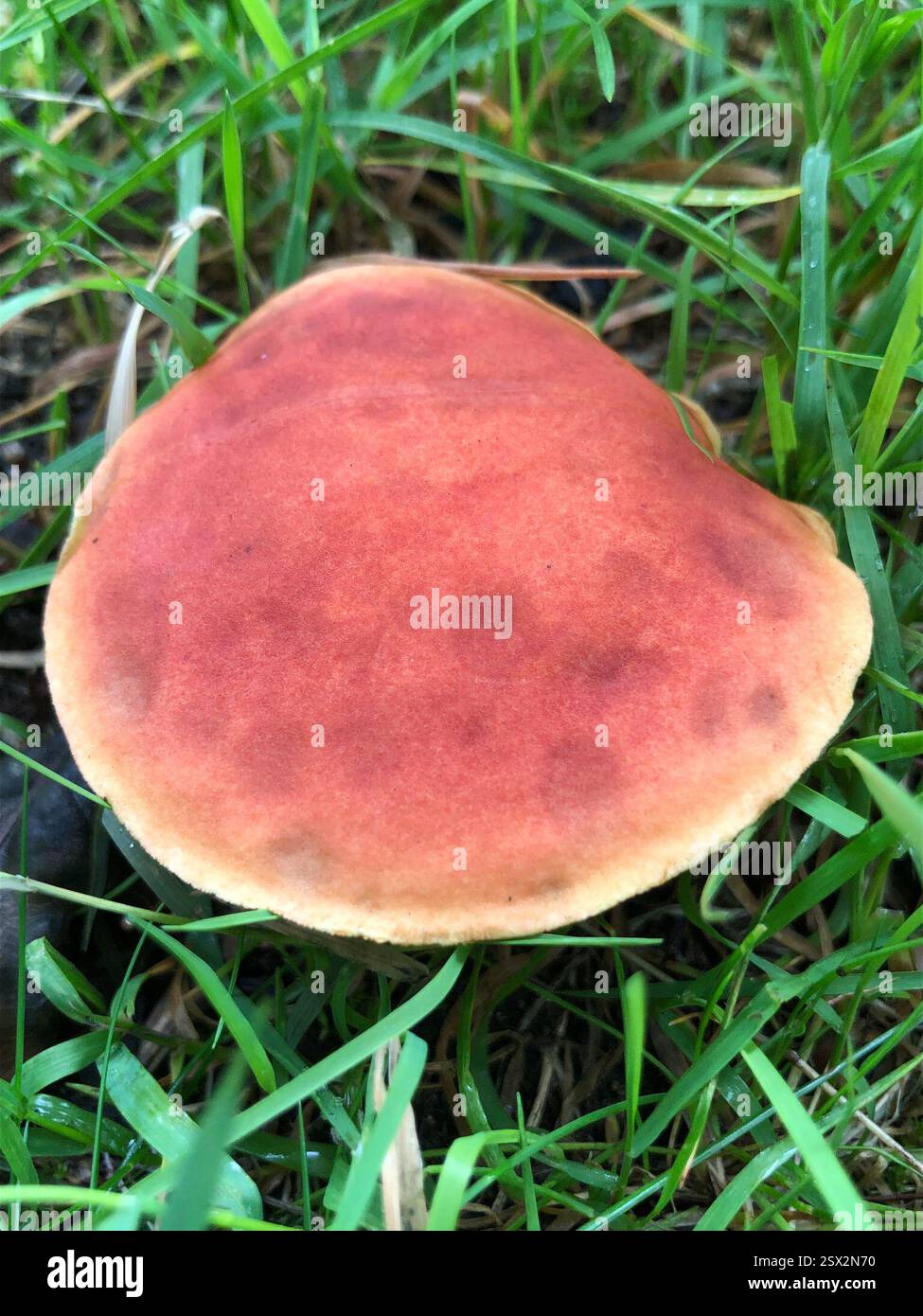 Ruby Bolete (Hortiboletus rubellus), Fungi, Sixth St, Cambridge, MA, US ...