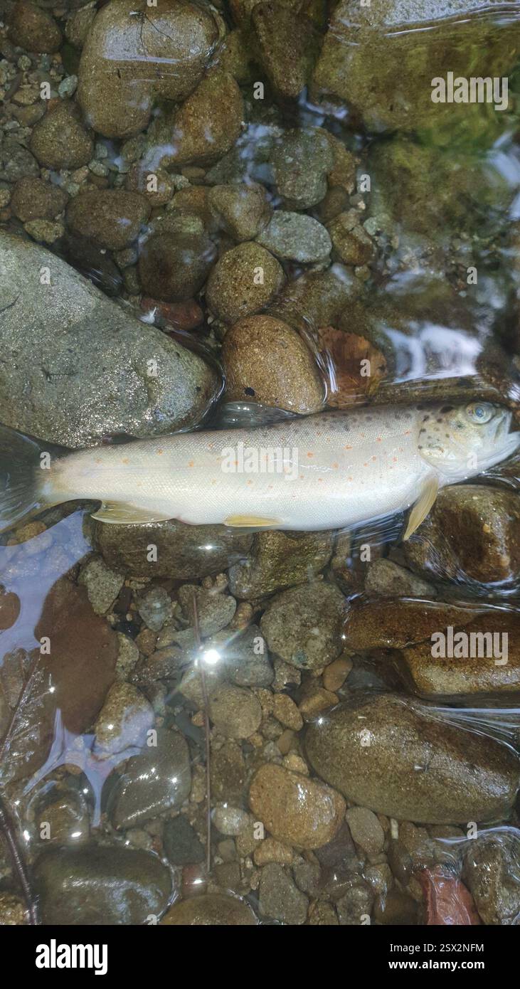 Salmo italia hi-res stock photography and images - Alamy