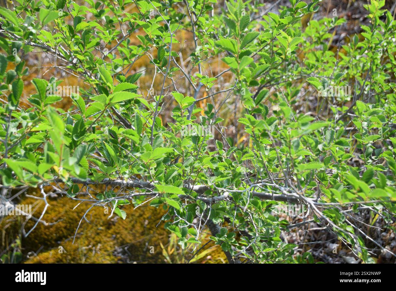 birches (Betula), Plantae, Powerview, Powerview-Pine Falls, MB, Canada ...