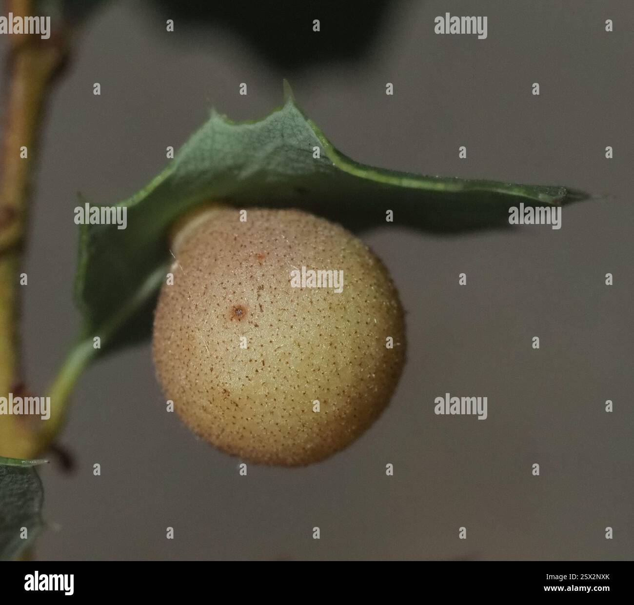 Pear Gall Wasp (Cynips maculosus), Insecta, Forest Ranch, CA 95942, USA ...