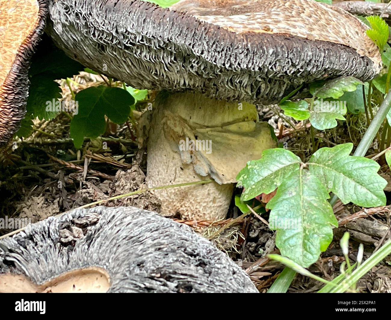 The Prince (Agaricus augustus), Fungi, Andrew Molera State Park, Big ...