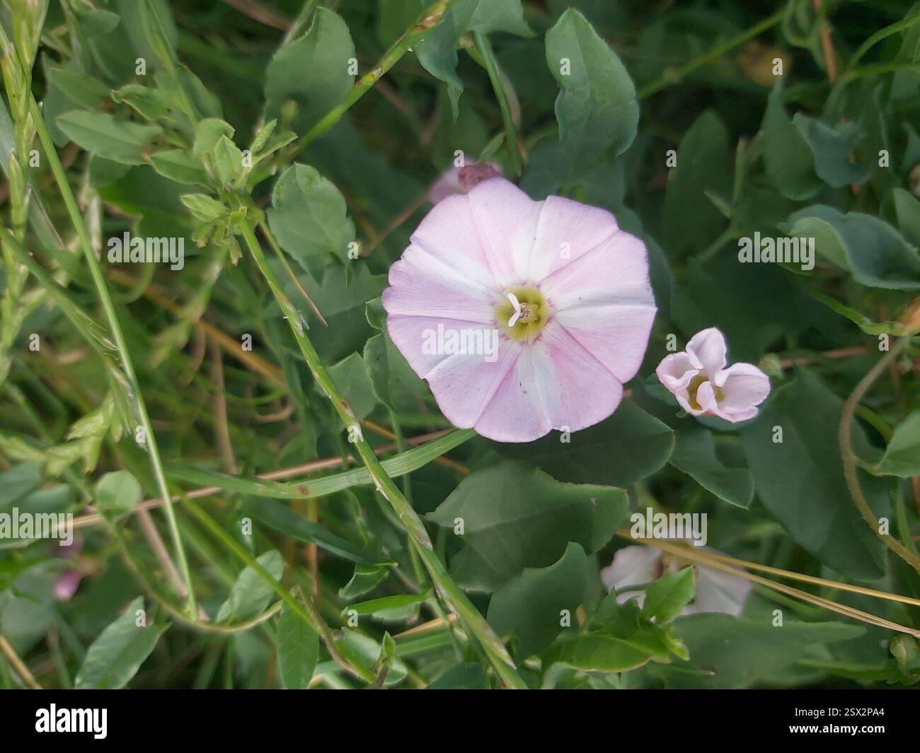 field bindweed (Convolvulus arvensis), Plantae, Oldland Common Stock ...
