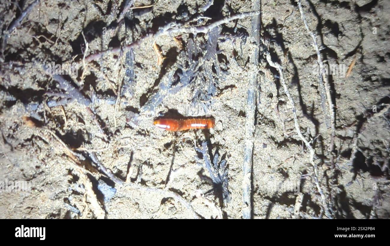 Fire Beetle (Pyrophorus noctilucus), Insecta, Gamboa, Panama, Glowing ...