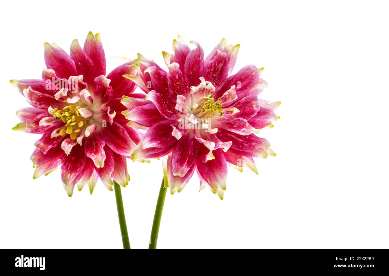 red columbine flower isolated on white background Stock Photo - Alamy