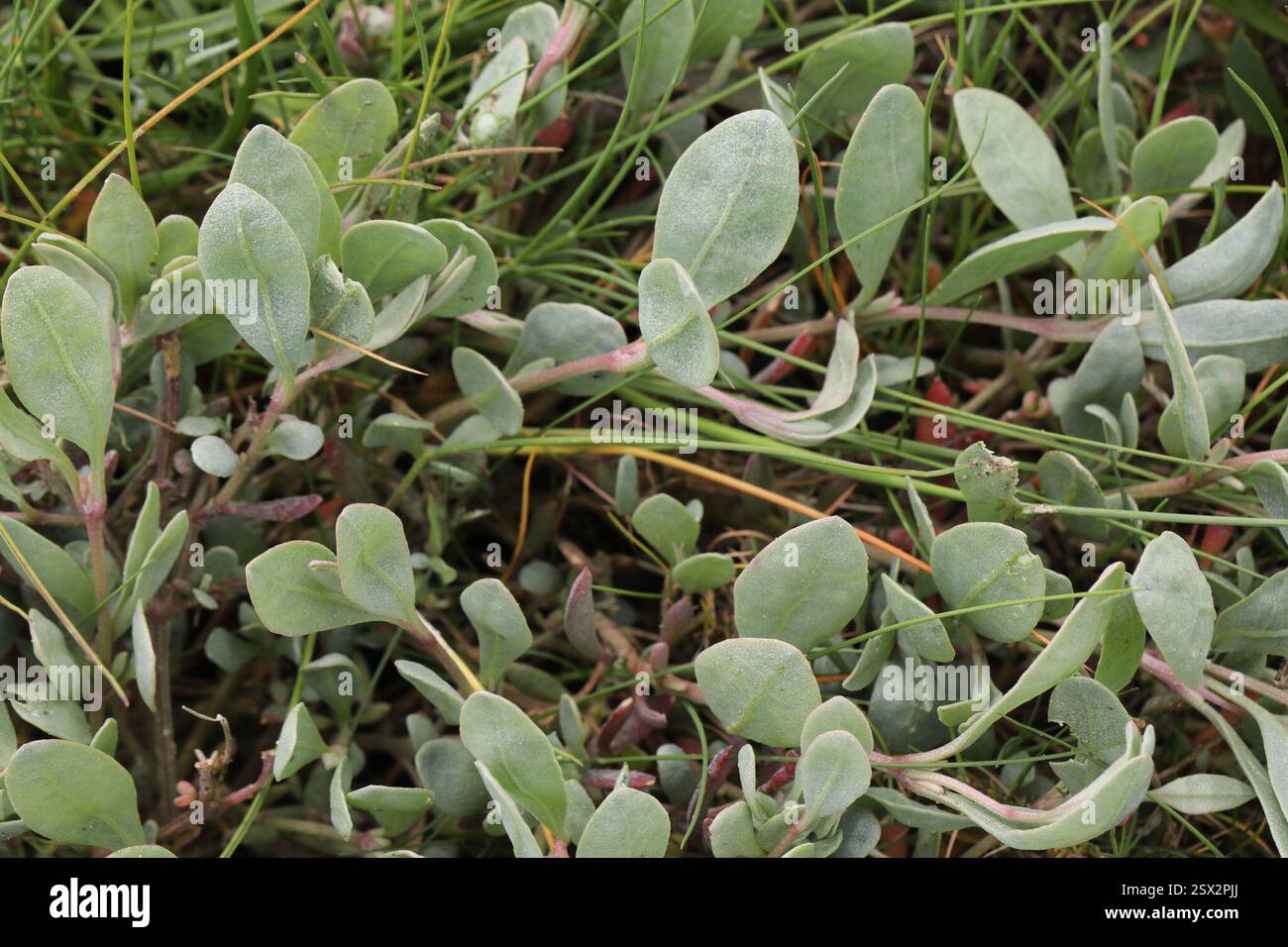Sea-purslane (Atriplex portulacoides), Plantae, Malltraeth Cob ...