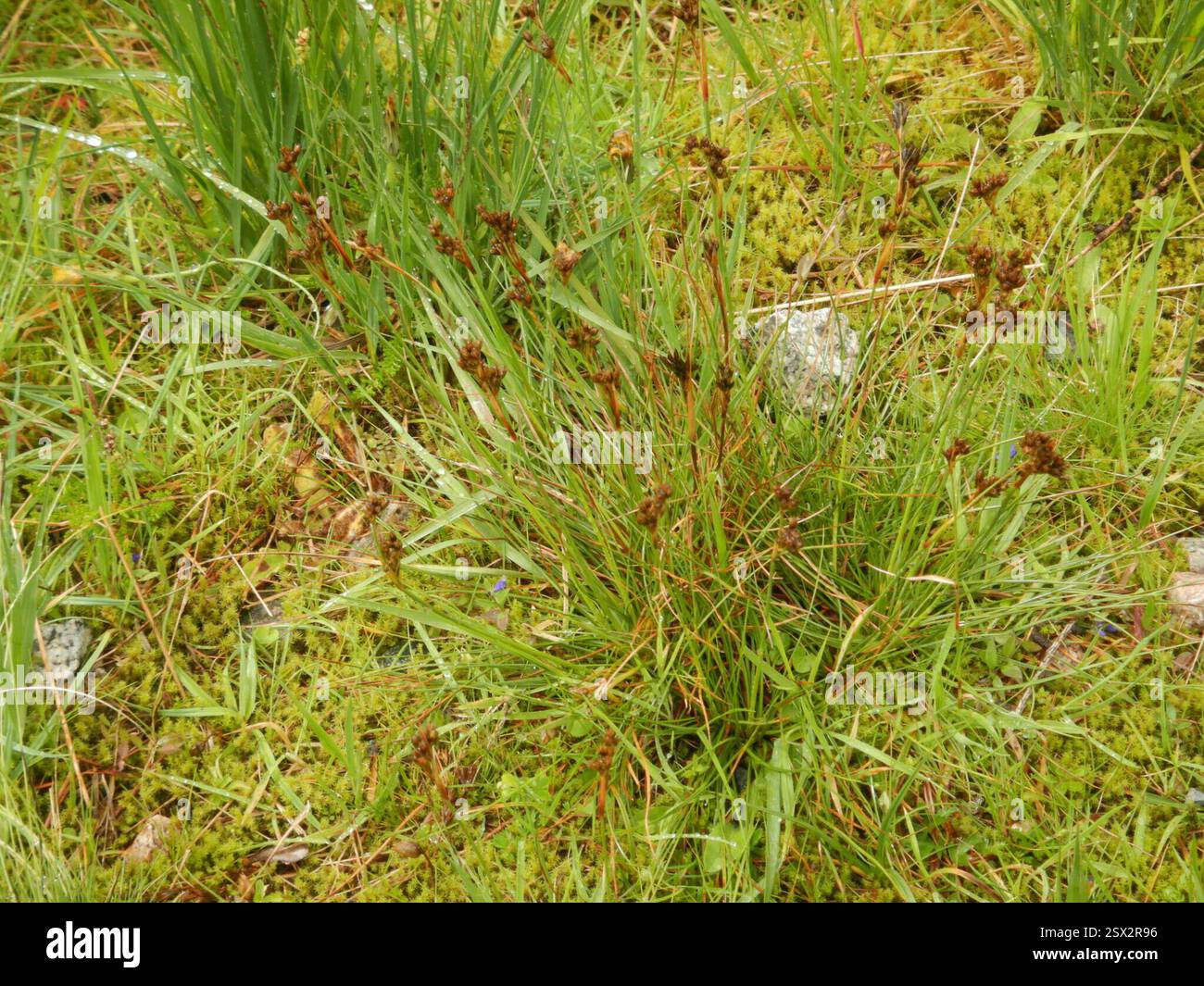 heath rush (Juncus squarrosus), Plantae, Angus Council, UK Stock Photo ...
