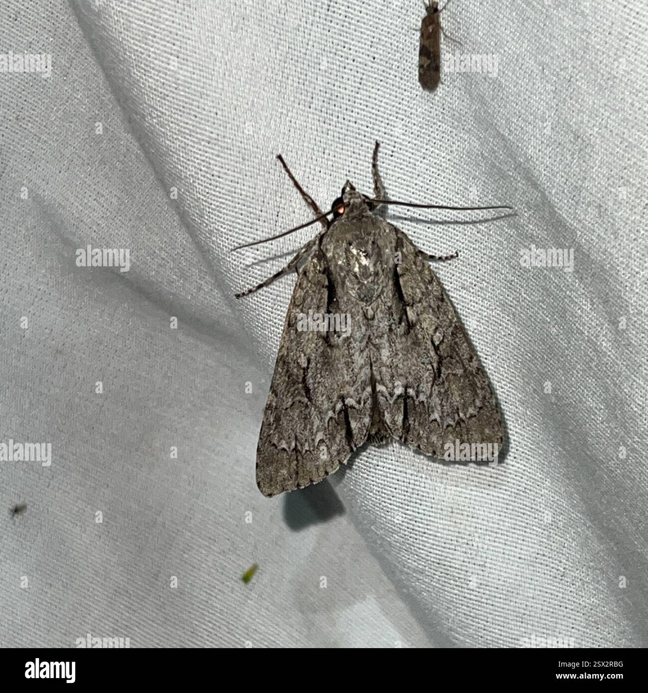 Cherry Dagger (Acronicta hasta), Insecta, Holford Rd, Garland, TX, US ...