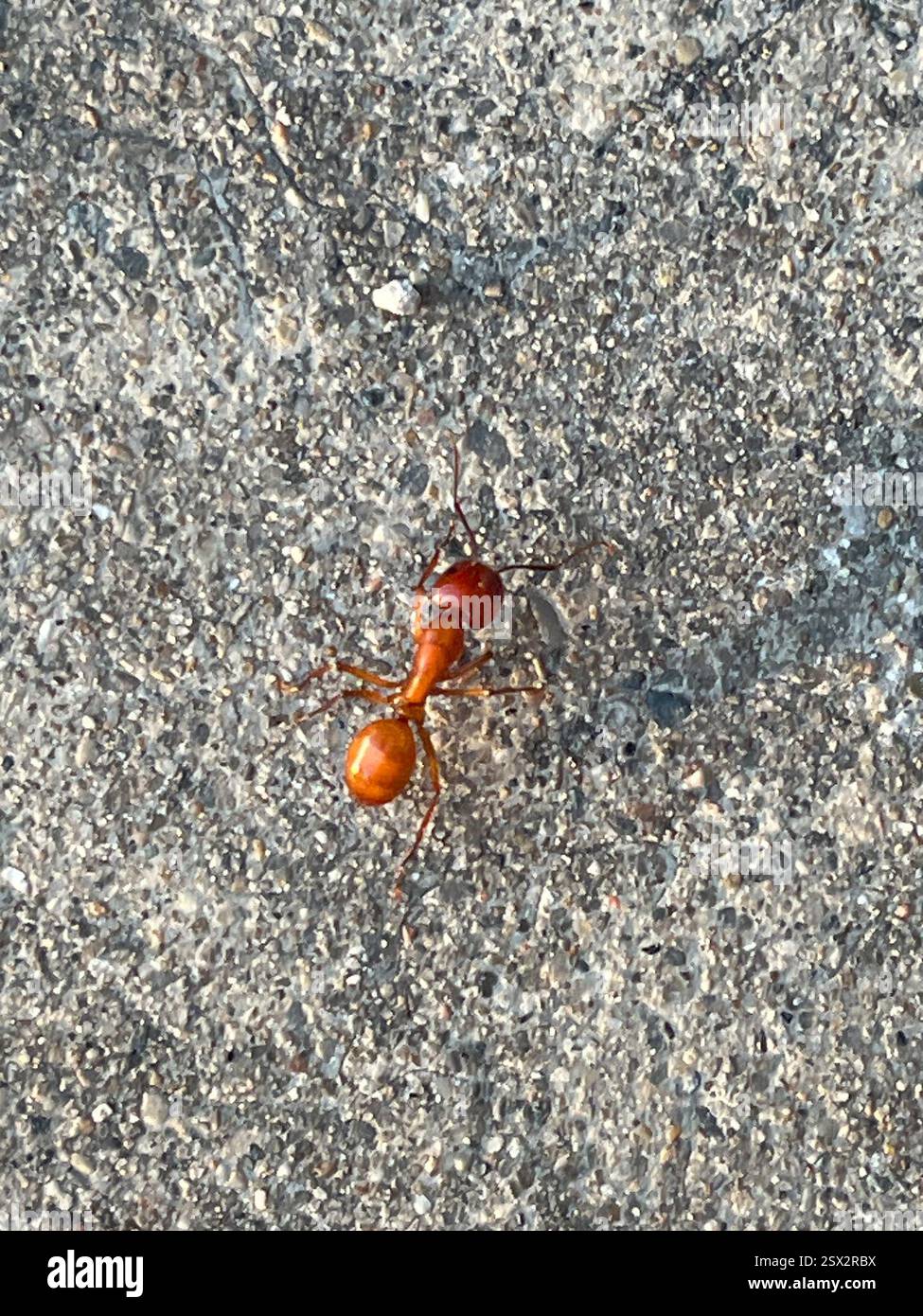 Chestnut Carpenter Ant (Camponotus castaneus), Insecta, N John F ...