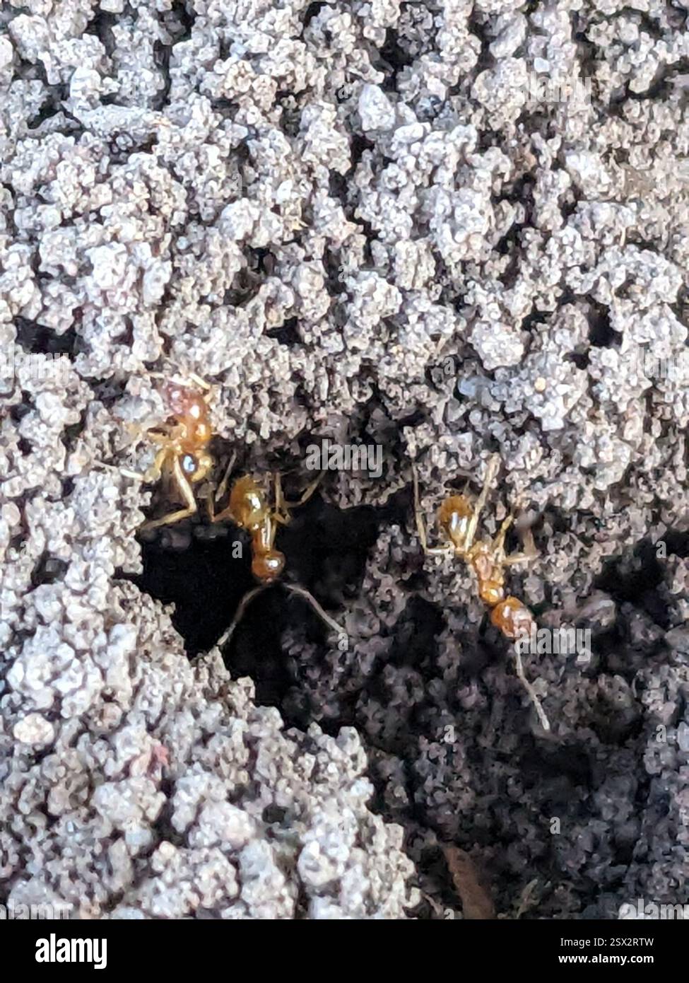 (Aphaenogaster pythia), Insecta, Zillmere QLD 4034, Australia Stock ...