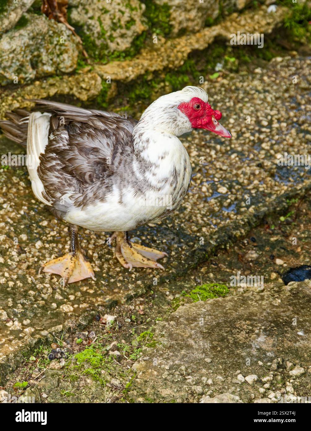 duck walking, red face and beak, white, black, brown and grey feathers ...