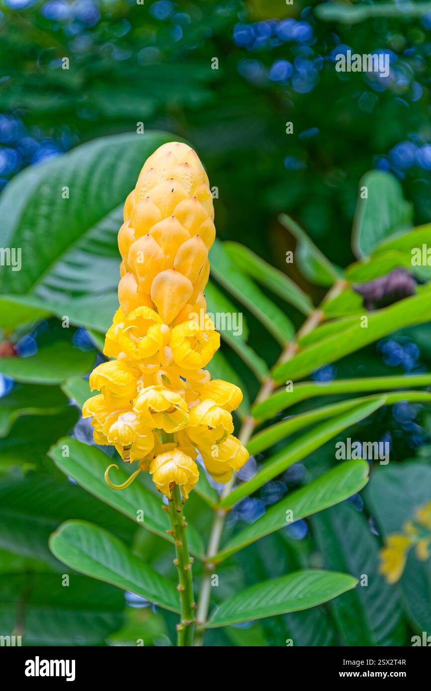 Senna alata, cassia alata, yellow cup shape flowers, form cone shape ...