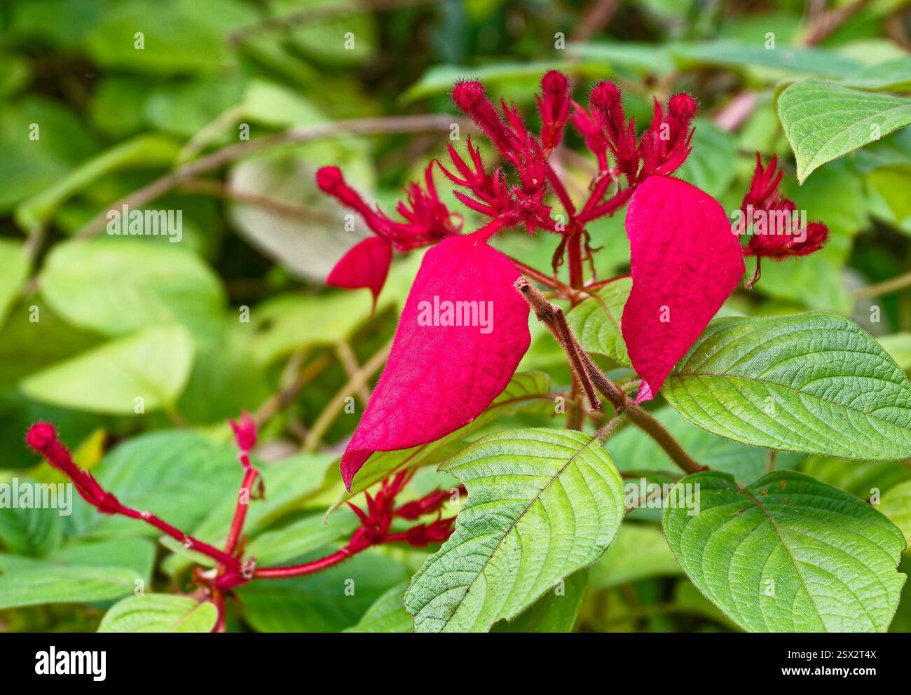 red flowers, Mussaenda Dona Evangelina, bright bracts, contrast with ...