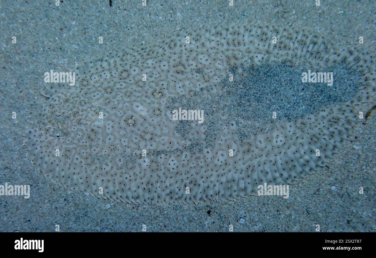 Red Sea Moses Sole (Pardachirus marmoratus), Actinopterygii, Dibab, Red ...