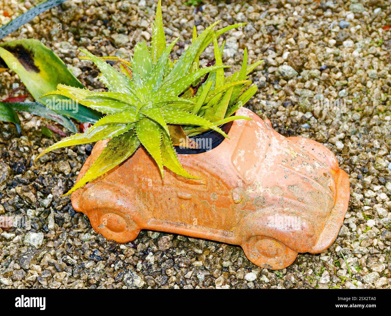 terra cotta car planter, weathered, aloe, spiny green leaf plant, on ...