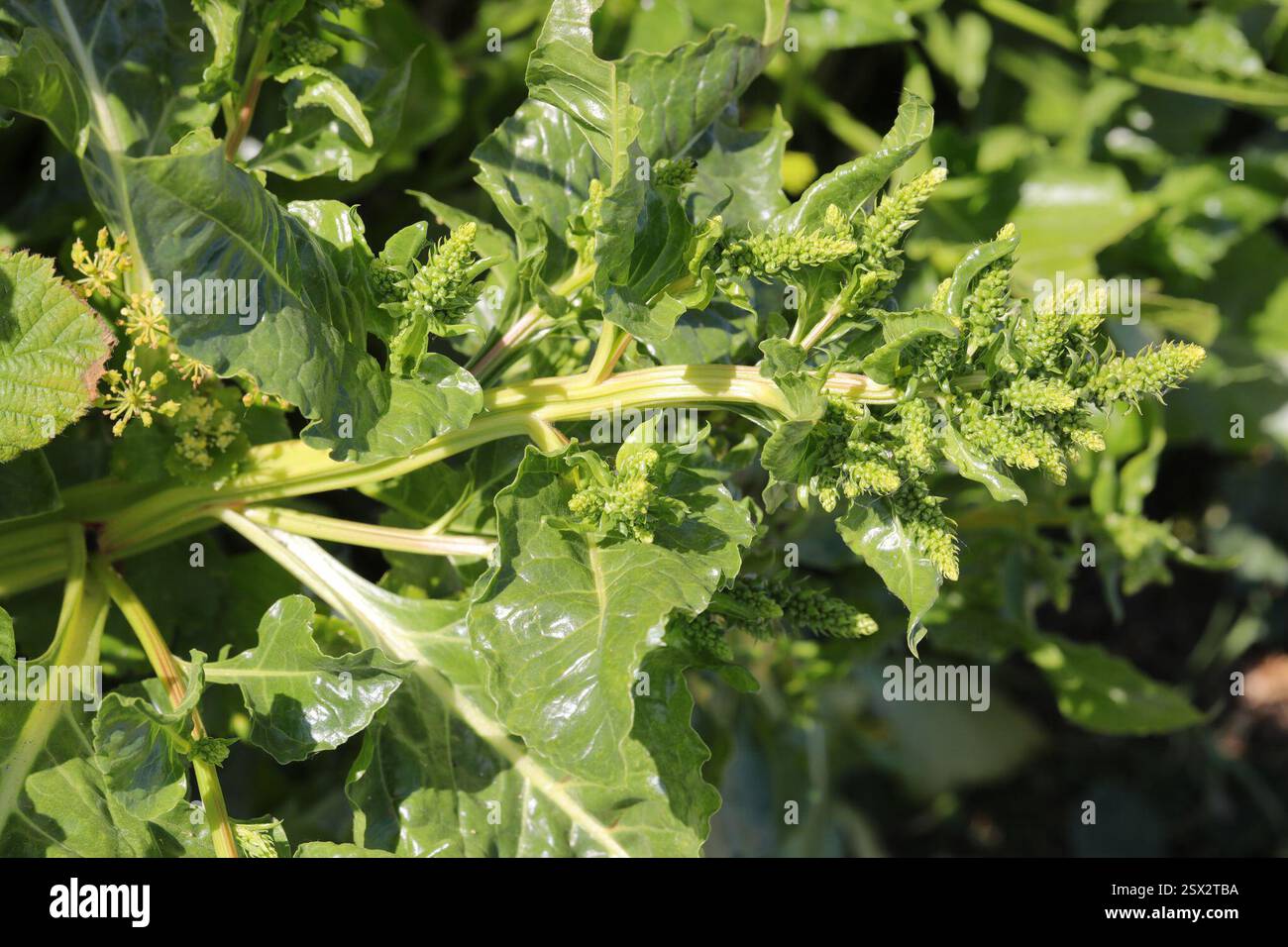 sea beet (Beta vulgaris maritima), Plantae, Abergele Front, Sea Road ...