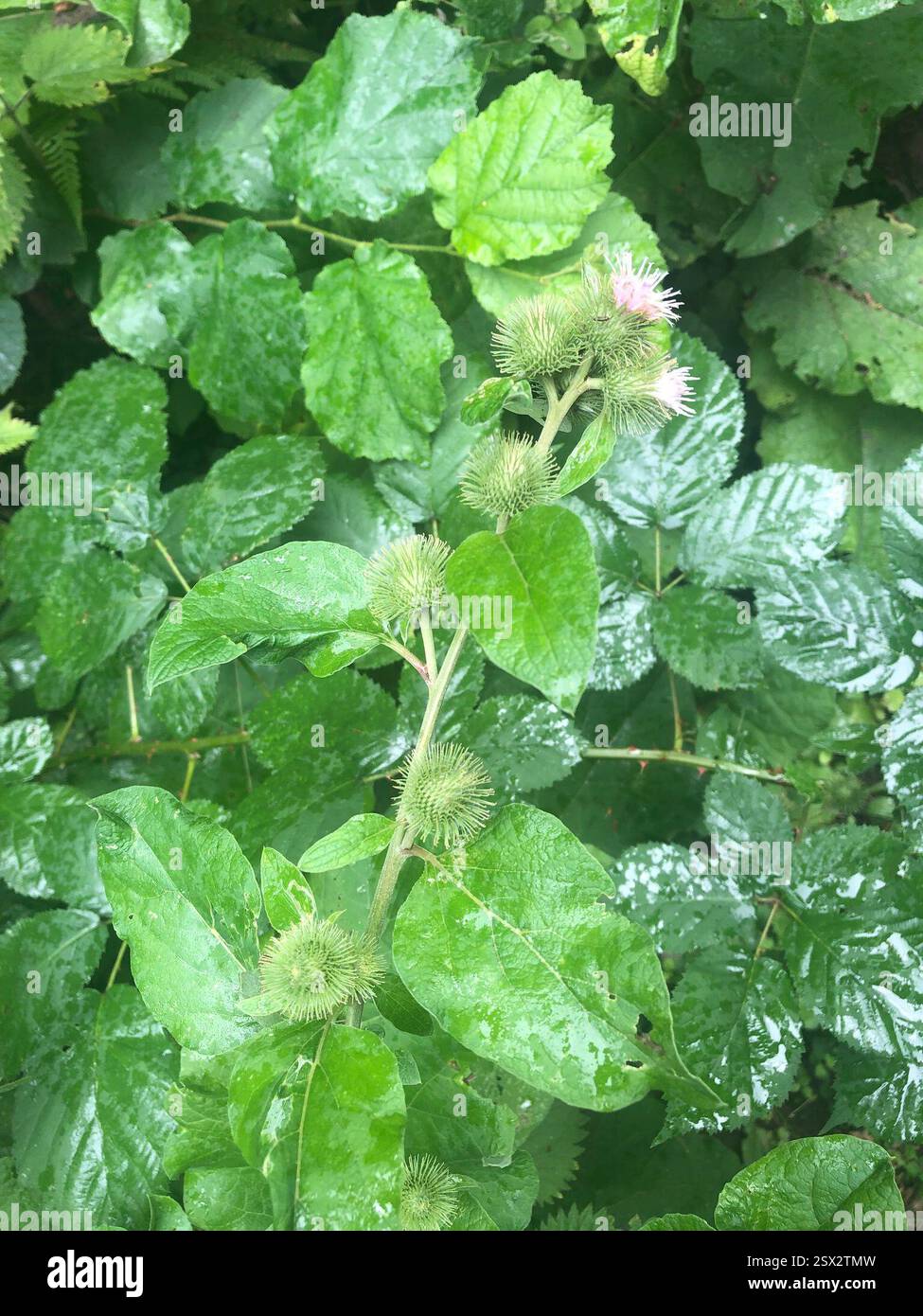 lesser burdock (Arctium minus), Plantae, Friends of Forest Farm ...