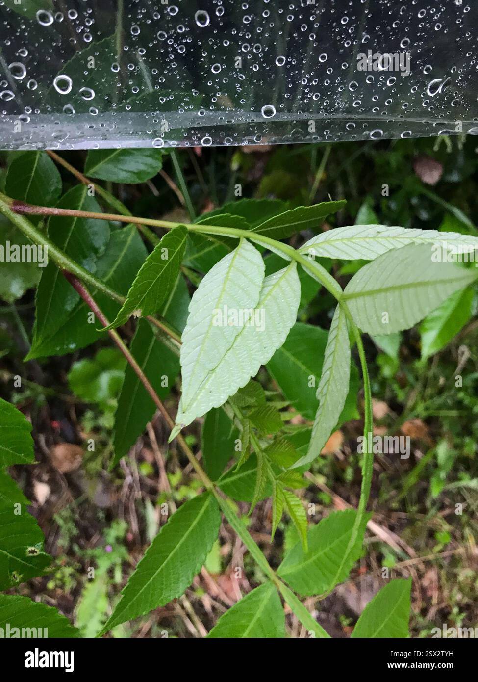 Chinese sumac (Rhus chinensis), Plantae, Kamikoshikicho Nakakoshiki ...