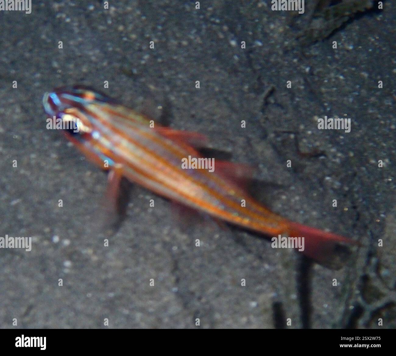 Yellowstriped Cardinalfish (Ostorhinchus cyanosoma), Actinopterygii ...