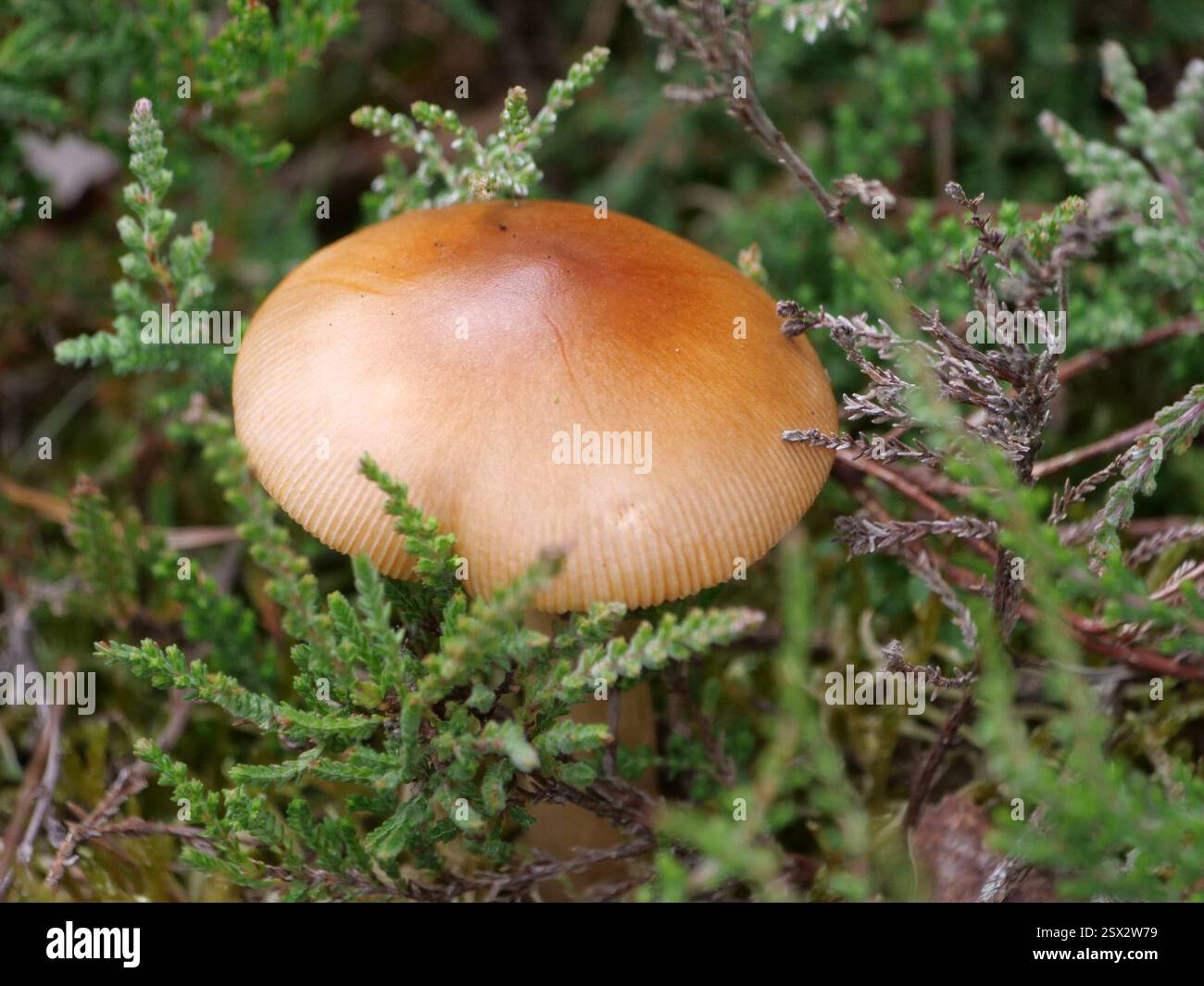 Orange Grisette (Amanita crocea), Fungi, National Trust - Marley Common ...