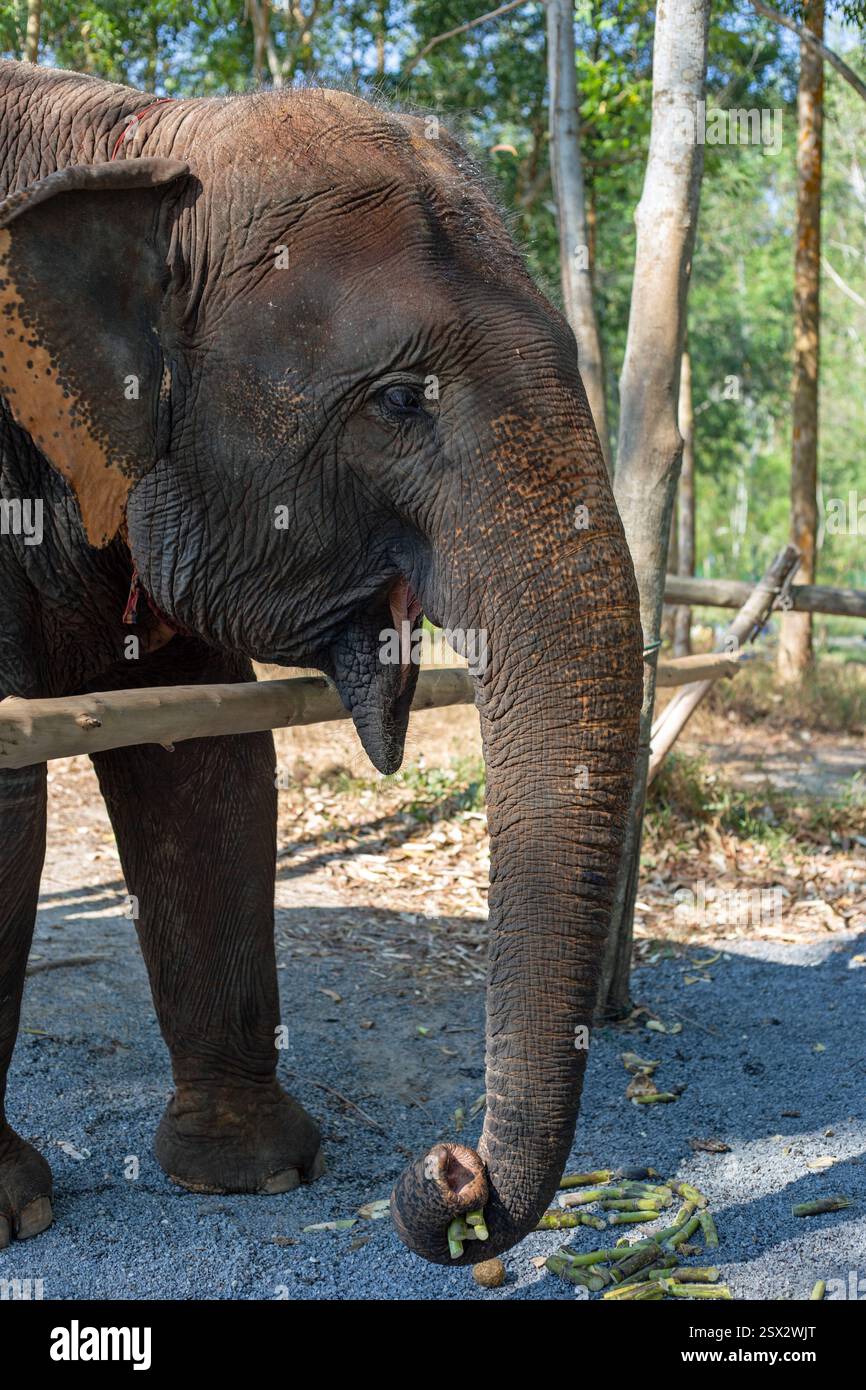 Elephant Care Park, Phuket, Thailand, February 3rd 2025, Elephants at ...
