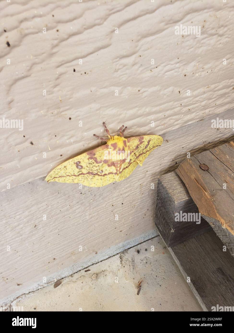 Imperial Moth (Eacles imperialis), Insecta, Clay County, US-IN, US ...