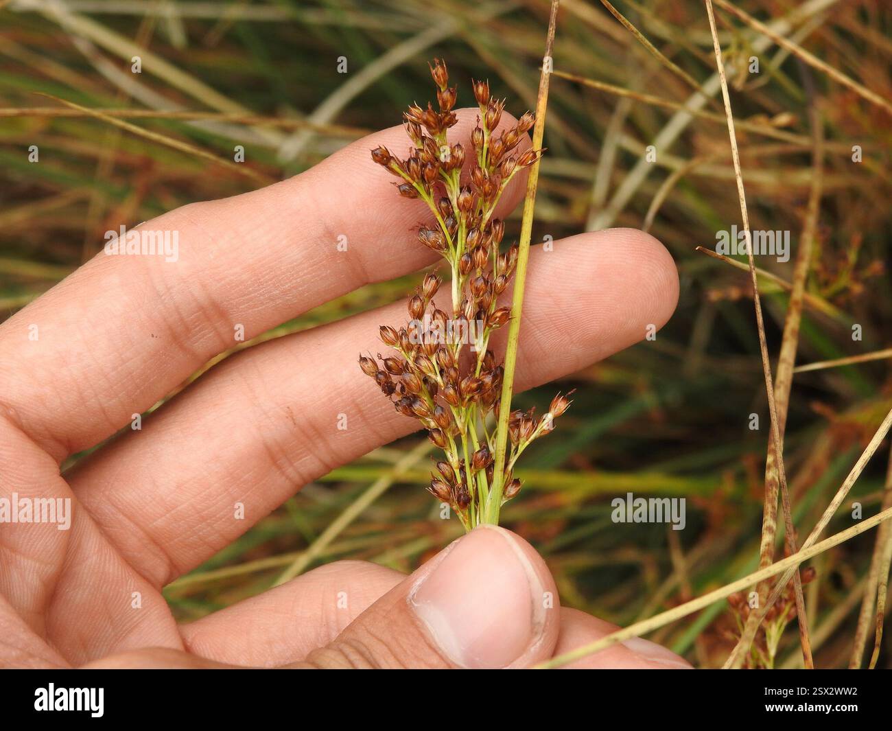 Hard Rush (Juncus inflexus), Plantae, 68519 Viernheim, Germany Stock ...