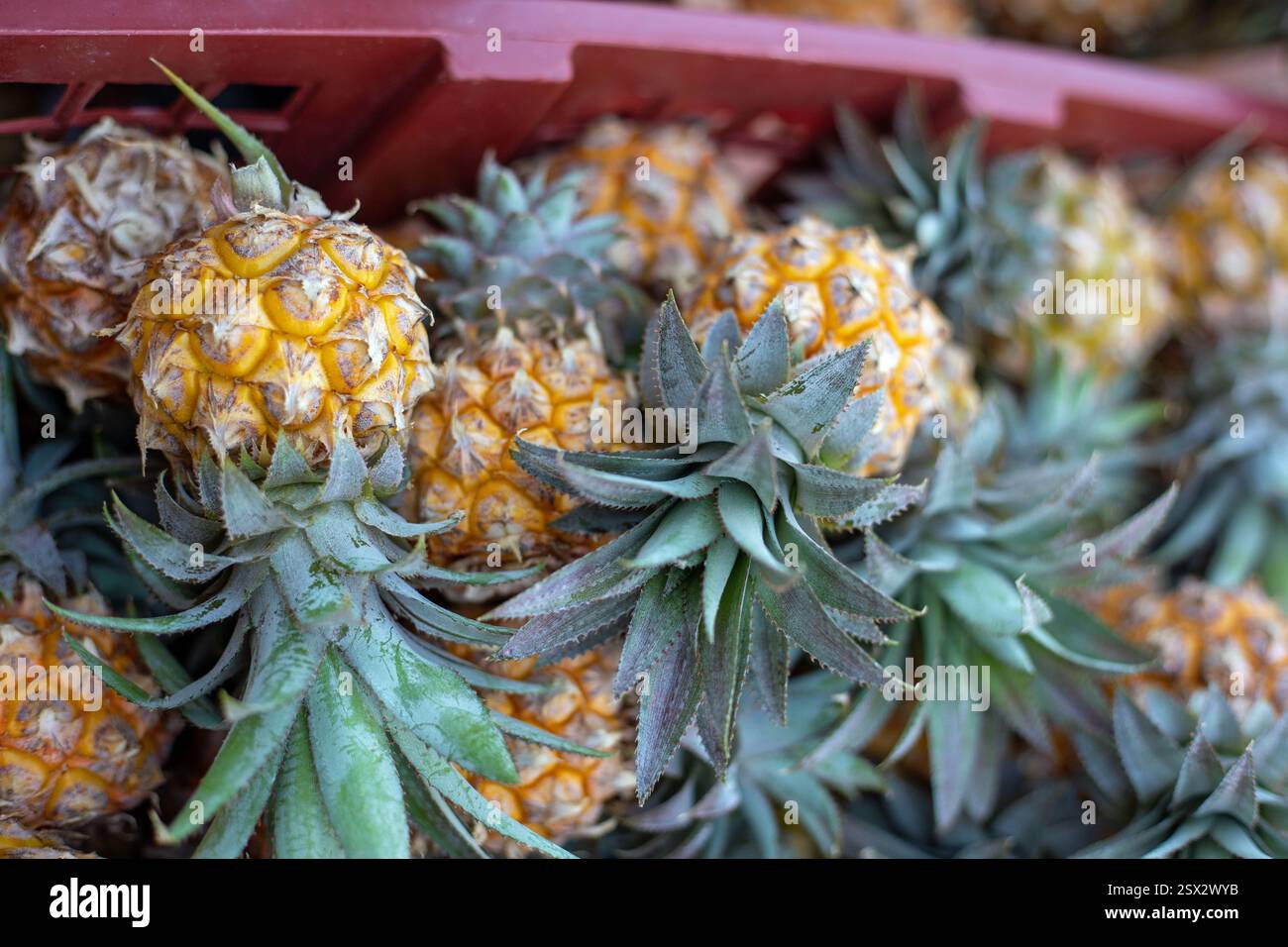 Phuket, Thailand, February 2025, close up photograph of tiny pineapples Stock Photo - Alamy