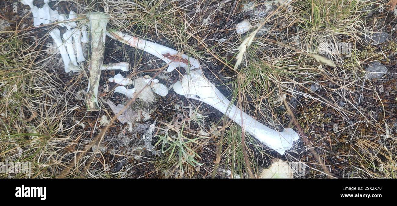 North American Mountain Lion (Puma concolor couguar), Mammalia, Youbou ...