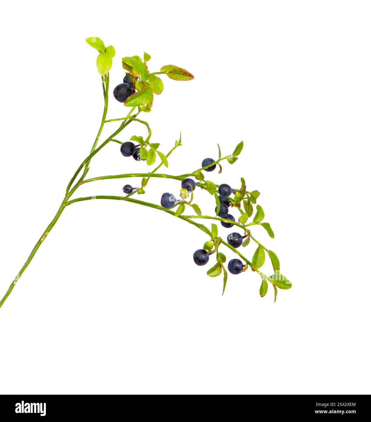 Blueberry branch isolated on white background. Bilberry. Wild, forest ...