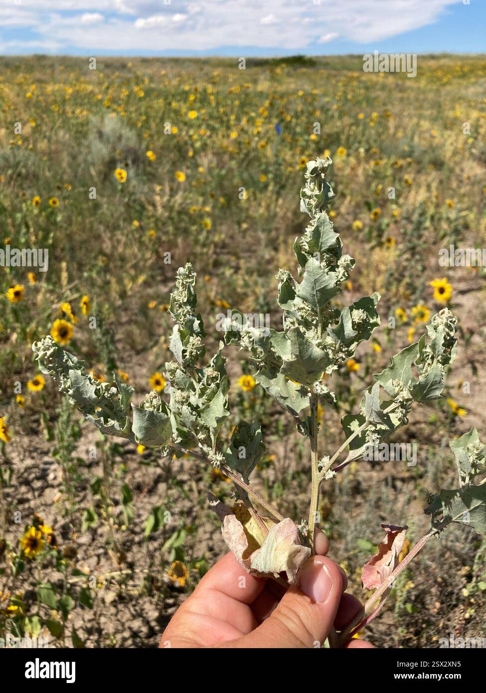 silverscale (Atriplex argentea), Plantae, Zortman, MT, US Stock Photo ...