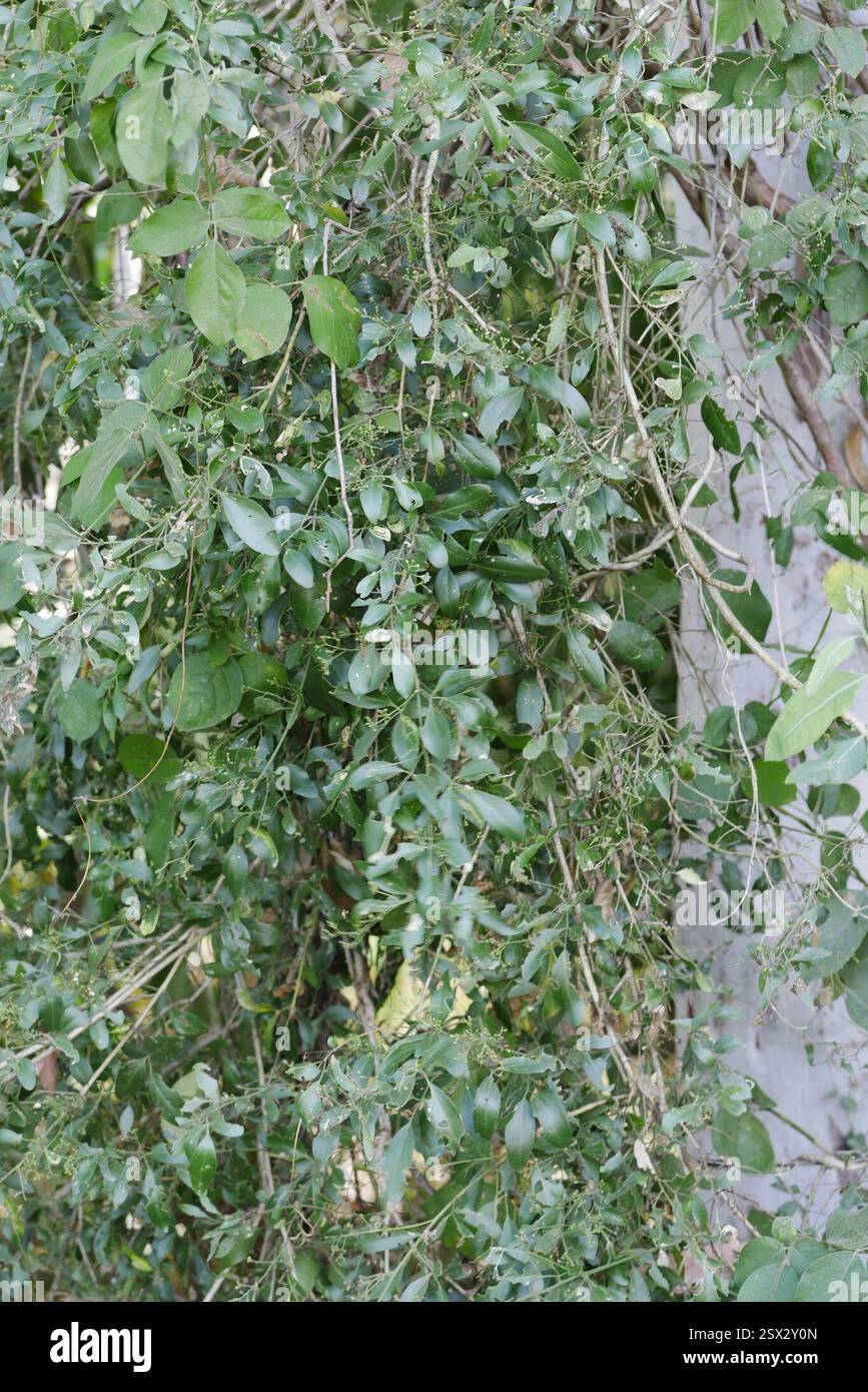 desert jasmine (Jasminum didymum), Plantae, Jarvisfield, QLD, AU Stock ...