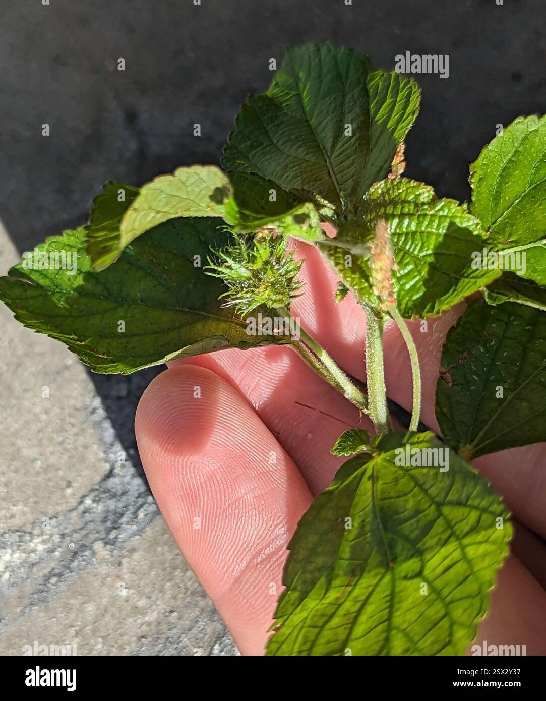 Field Copperleaf (Acalypha arvensis), Plantae, Ybor City Historic ...