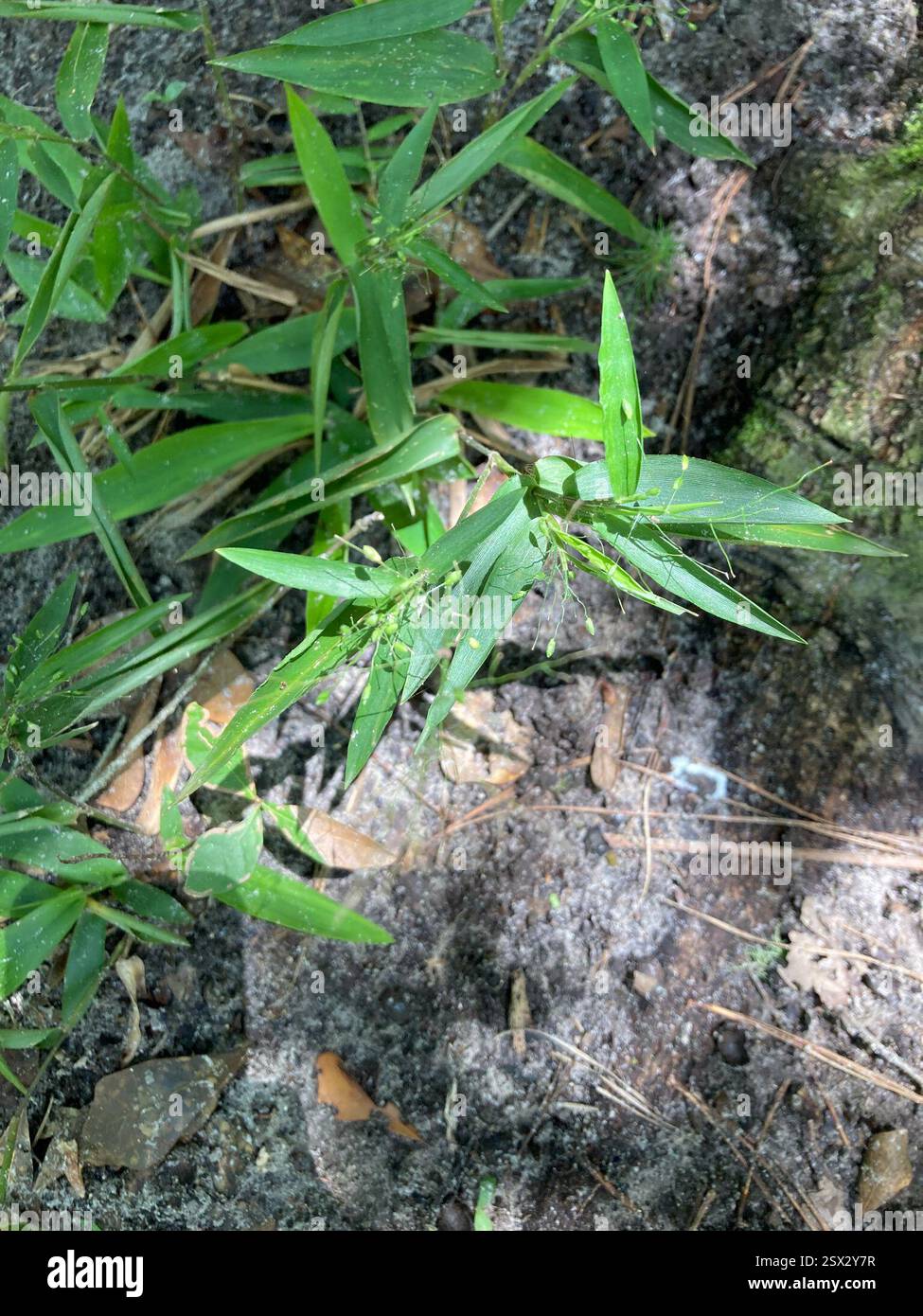 variable witchgrass (Dichanthelium commutatum), Plantae, Cofrin Nature ...