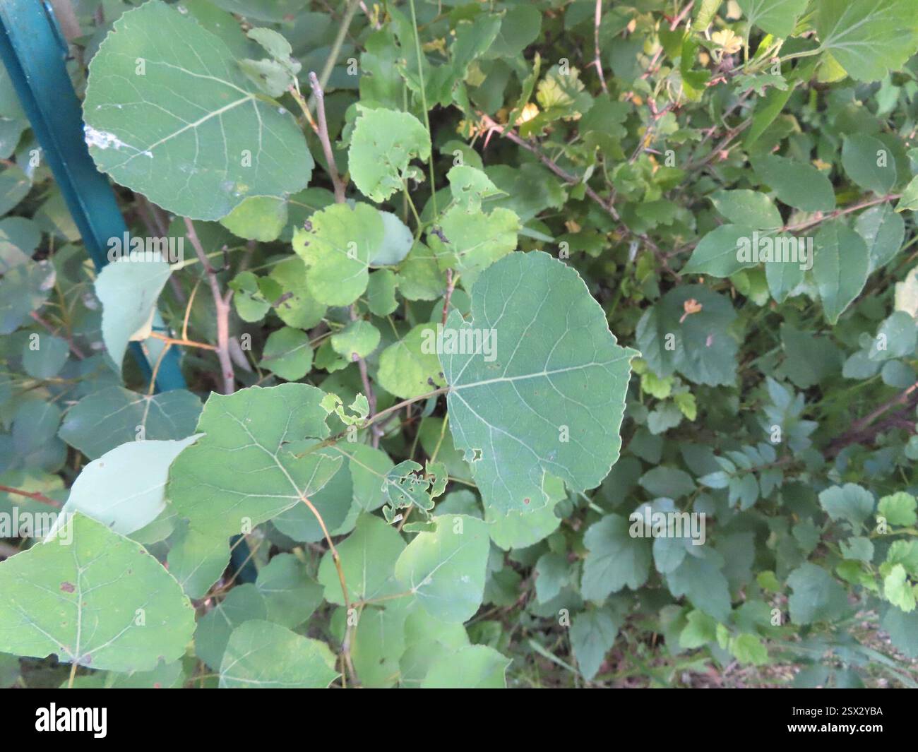 quaking aspen (Populus tremuloides), Plantae, Dodge County, WI, USA ...