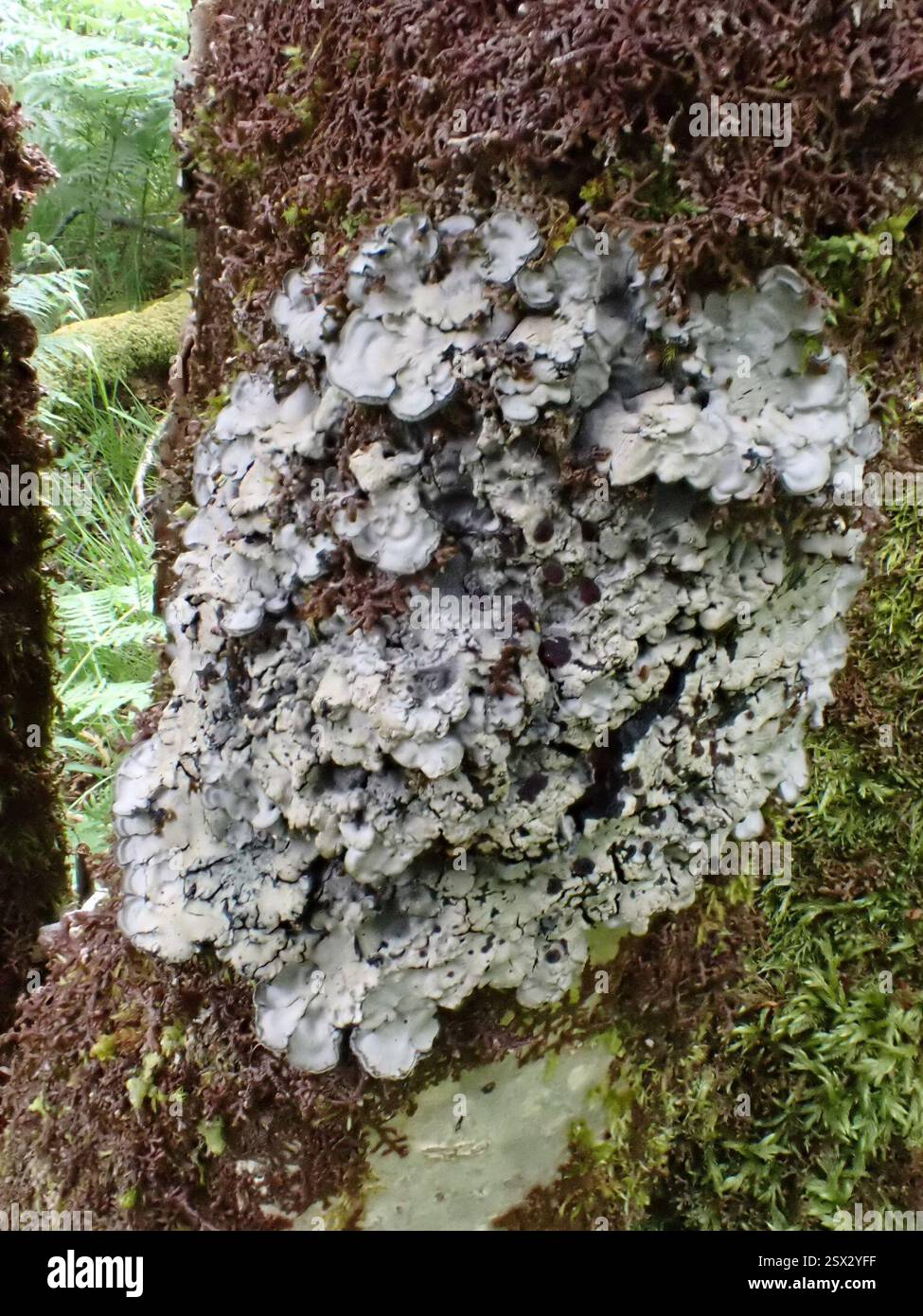 (Pectenia cyanoloma), Fungi, North, West and Central Sutherland Ward ...