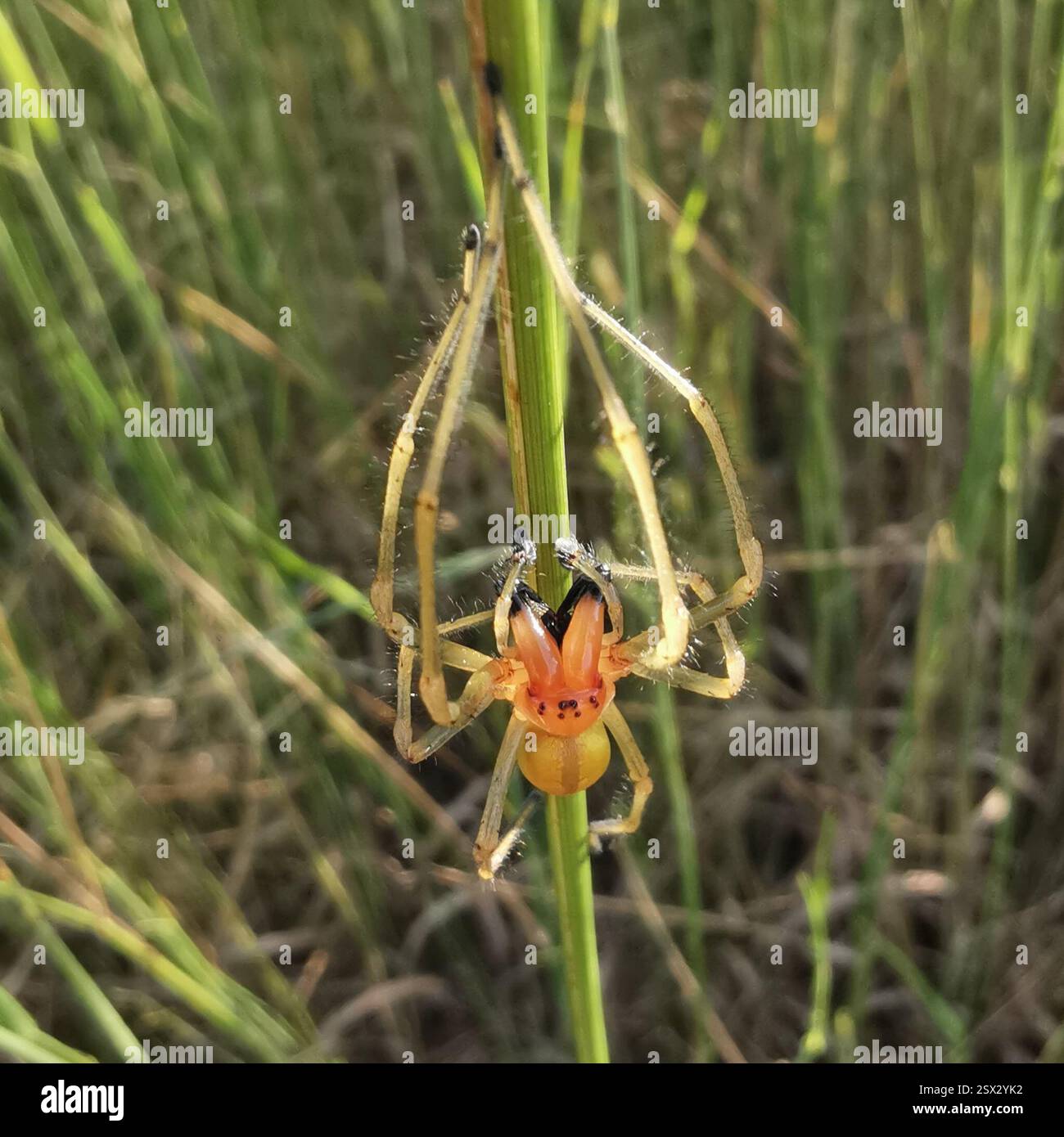 European Yellow Sac Spider (Cheiracanthium punctorium), Arachnida ...