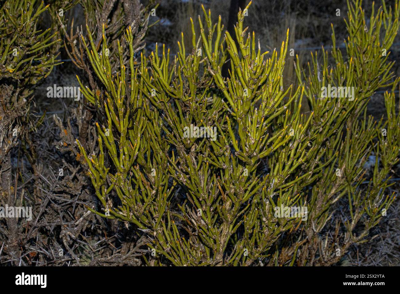 Desert Broom (Carmichaelia petriei), Plantae, Mount Buster, New Zealand ...