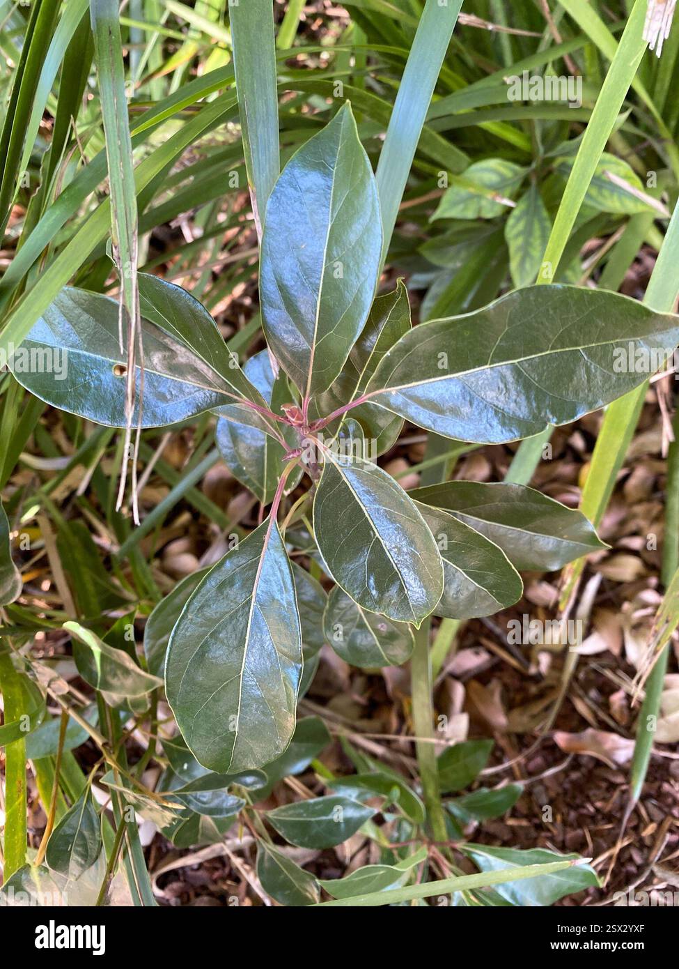 Camphor (Camphora officinarum), Plantae, Hatherton Crescent Park ...