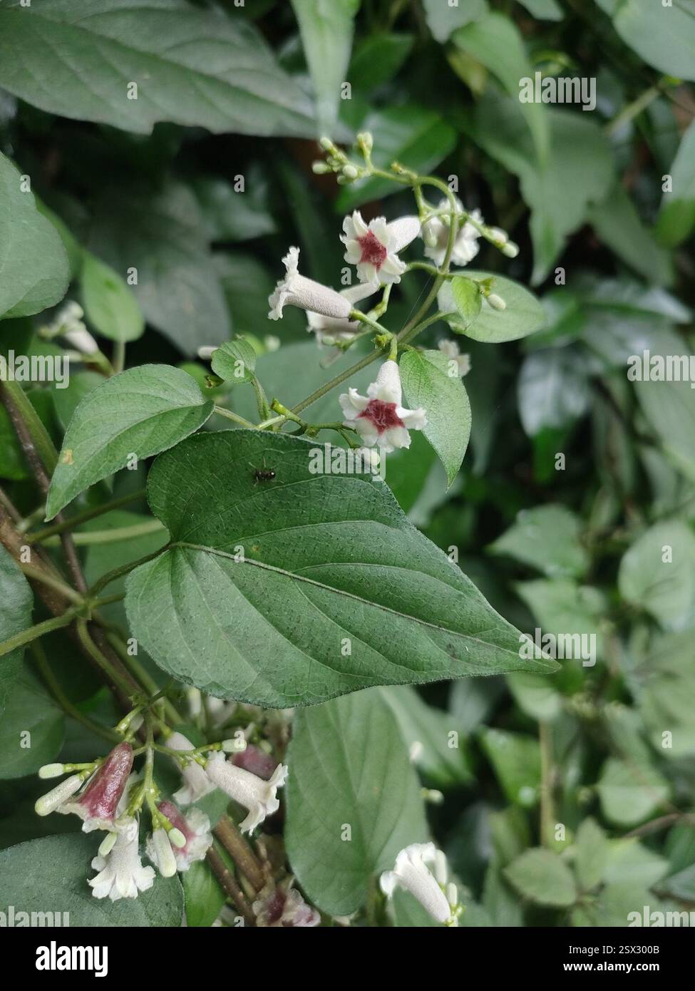 skunk vine (Paederia foetida), Plantae, Kyoto, JP-KY, JP Stock Photo ...
