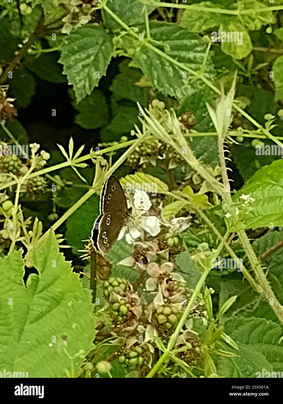 Ringlet (Aphantopus hyperantus), Insecta, Shipley Country Park, Slack ...