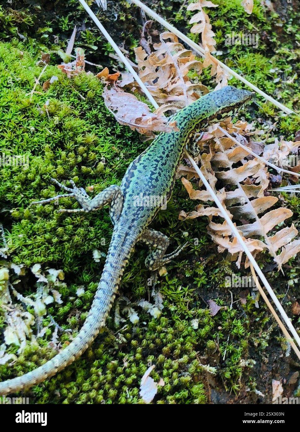 Common Wall Lizard (Podarcis muralis), Reptilia, Parco Naturale ...