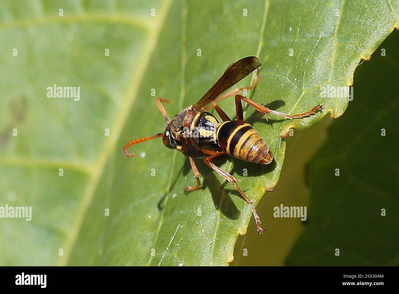 Australian Paper Wasp (Polistes humilis), Insecta, Fernvale QLD 4306 ...