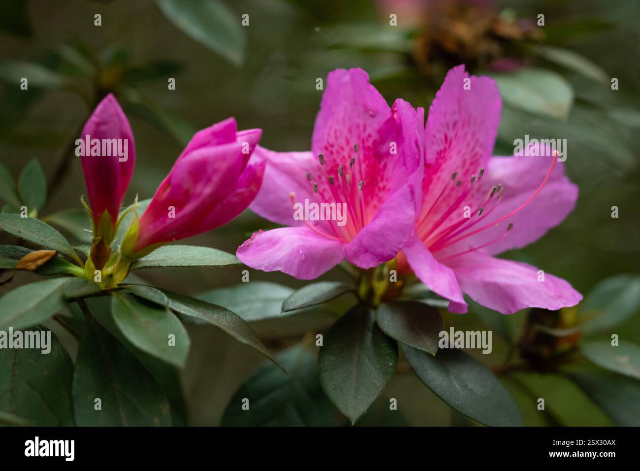 Vibrant pink azalea shrub buds and flowers in Durban, South Africa ...