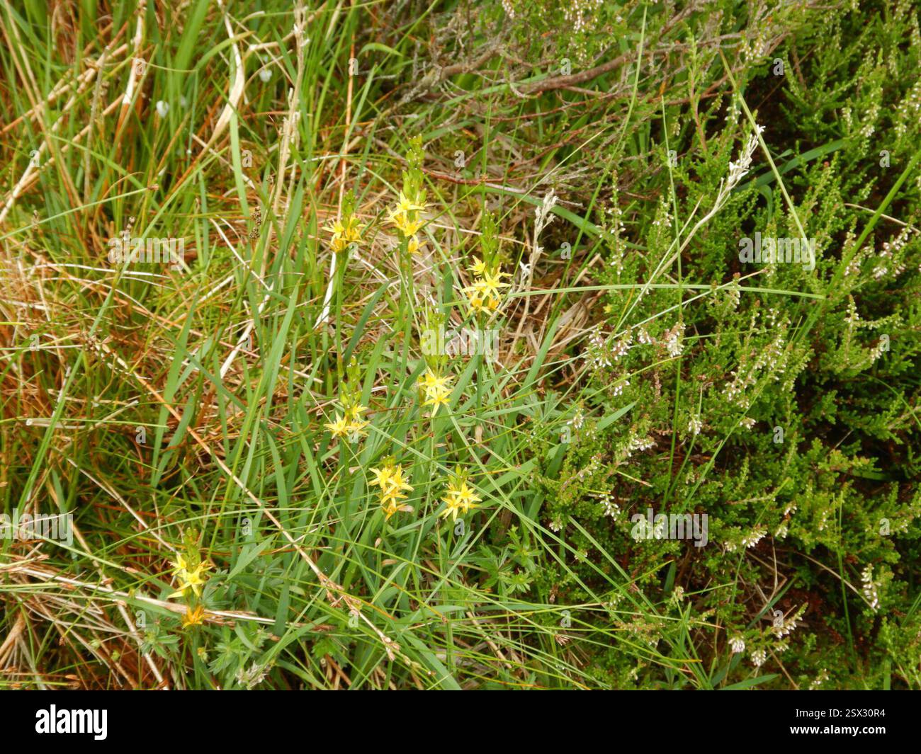 bog asphodel (Narthecium ossifragum), Plantae, Angus Council, UK Stock ...