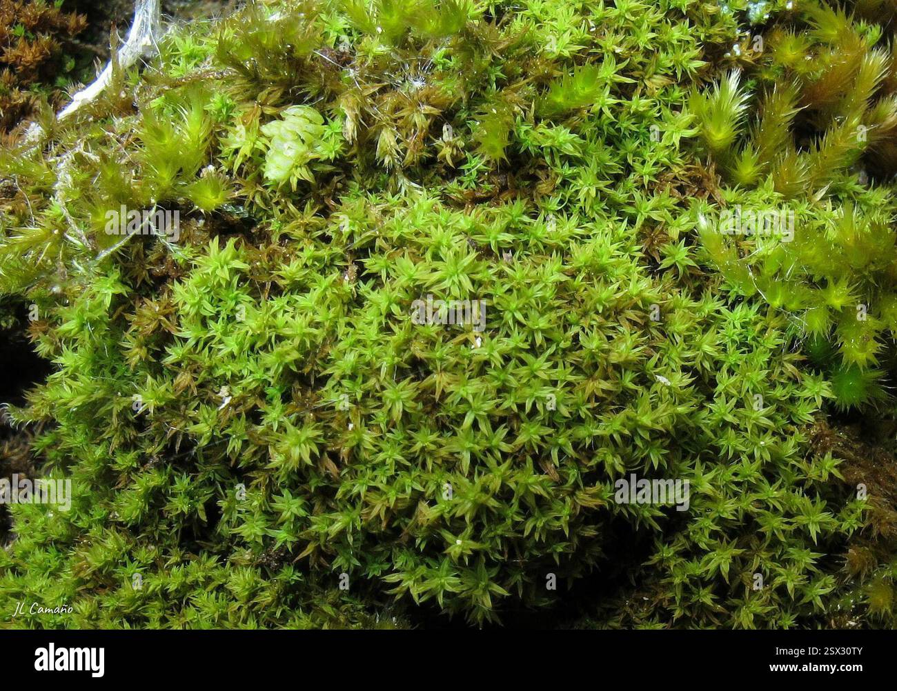 Park Yoke-moss (Zygodon rupestris), Plantae, Lugo, Spain, On Quercus ...