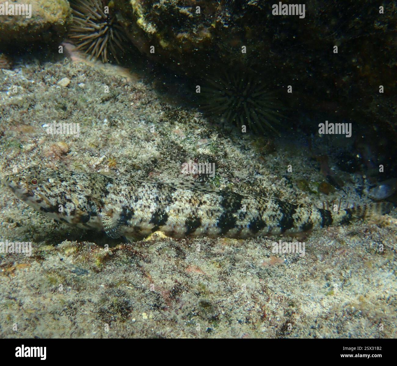 Hawaiian Lizardfish (Synodus ulae), Actinopterygii, Kailua-Kona, HI ...